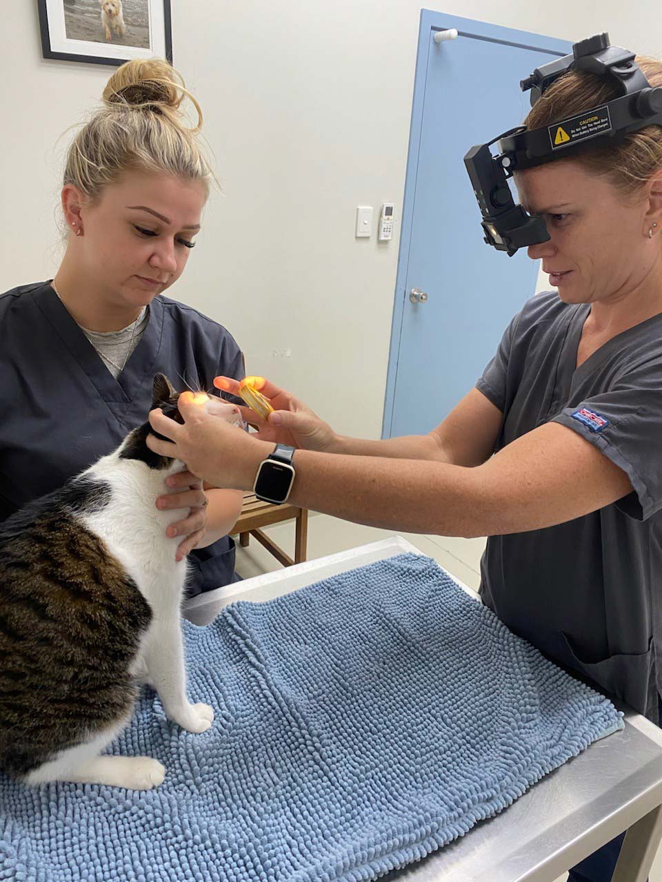 Ophthalmology - Humpty Doo Vet Hospital
